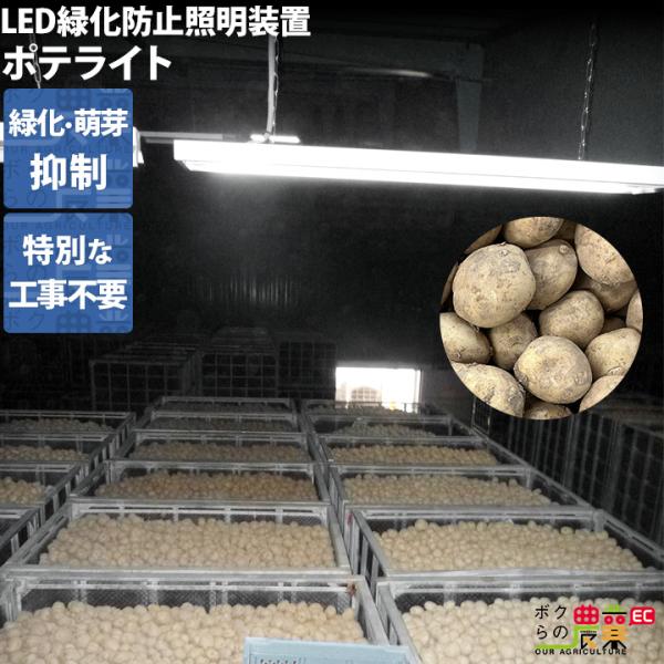 仕様電源：AC100または200V外形寸法(長さ×幅×高さmm)：1253×173×55mm光源部外形寸法(長さ×幅×高さmm)：1212mm×26Φ本体：アルミカバー：ポリカーボネート（透明）口金：G13電気特性入力電流：160mA定格周...