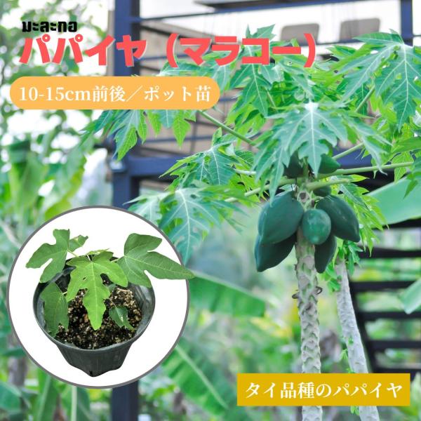 ※写真はイメージですので、個体差がございます。（樹形のバラツキに幅があります。）　まれに虫食いや葉が少し枯れていたり、白っぽくなっていたりします。●商品：パパイヤ苗木●サイズ：15cm前後【お届けについて注意事項】※他商品ご注文の際は、別々...
