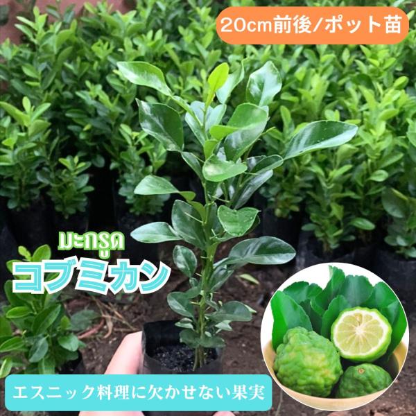 ※写真はイメージですので、植物により実物とは異なる為、個体差がございます。（樹形のバラツキに幅があります。）　まれに虫食いや葉が少し枯れていたり、白っぽくなっていたりします。●商品：コブミカン（バイマックル）苗木●サイズ：20cm前後アジア...