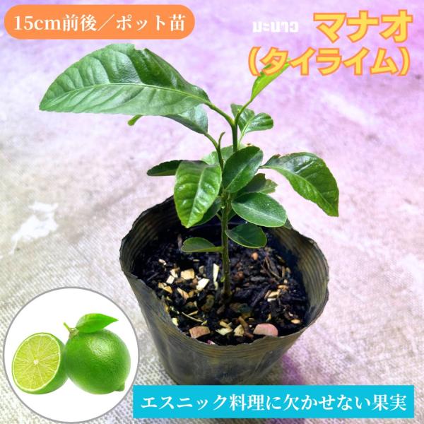 ※写真はイメージですので、植物により実物とは異なる為、個体差がございます。　まれに虫食いや葉が少し狩れていたり、白っぽくなっていたりします。※ライムと違って実が丸いのが特徴です。●商品：マナオ（タイライム）苗木●サイズ：10-15cm前後ア...