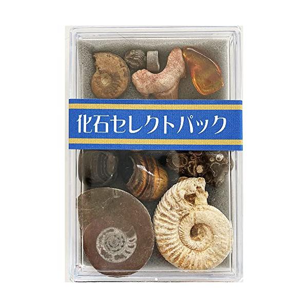 「化石 12種 セレクトパック 先カンブリアから新生代の化石12種」▼4589875412492▼（商品説明）化石-/ワンサイズ/DMM・先カンブリアから新生代の化石12種・クリアボックス入り・内容アンモナイト、三葉虫、サメの歯化石、琥珀、...