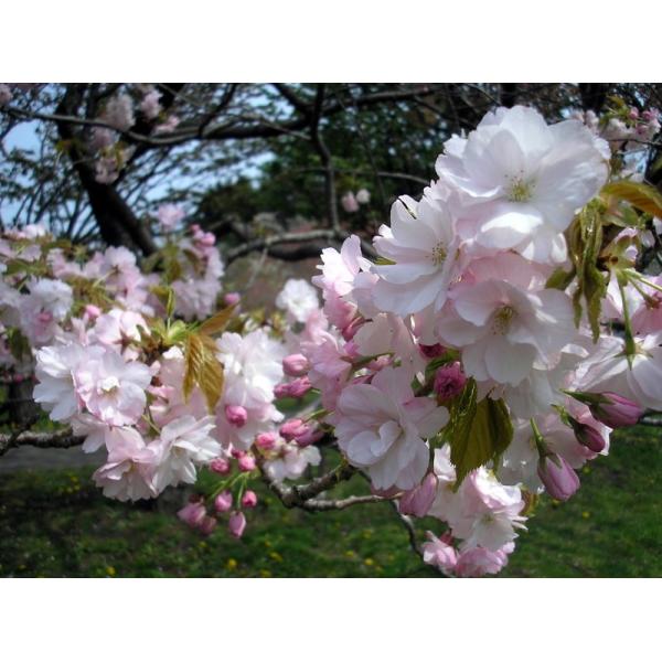 《八重桜》　南殿桜　【5号プラ鉢入り】　南殿桜の素材です。八重咲きの豪華な花が咲きます。お好みの鉢に、入れ替えて花見を楽しんで下さい。全高：30ｃｍ〜　価格は１鉢の価格です。　画像は現在販売中のサンプル品です。お届け品は同等品となります。 ...