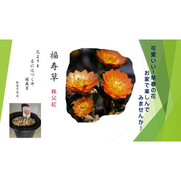《福寿草》　秩父紅　2芽《4号プラ鉢入り》春を告げる花の代表で、元日草（がんじつそう）や朔日草（ついたちそう）の別名があります。また、福寿草という和名もまた新春を祝う意味があります。フクジュソウの中でいわゆる赤花と言われる、オレンジの花を咲...