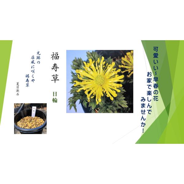 《福寿草》　日輪　2芽《5号プラ鉢入り》数に限りがありますので、お早めにどうぞ！春を告げる花の代表で、元日草（がんじつそう）や朔日草（ついたちそう）の別名があります。。また、福寿草という和名もまた新春を祝う意味があります。江戸時代より多数の...