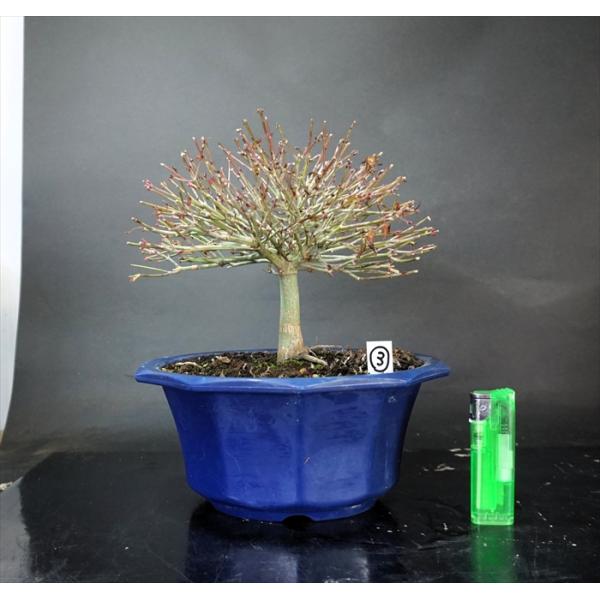 モミジ　清姫　箒造りです。　　枝ほぐれも良く、これから造っていく素材に最適です！　６号プラ鉢入りです　サイズ全高27・樹高19・幅22ｃｍ