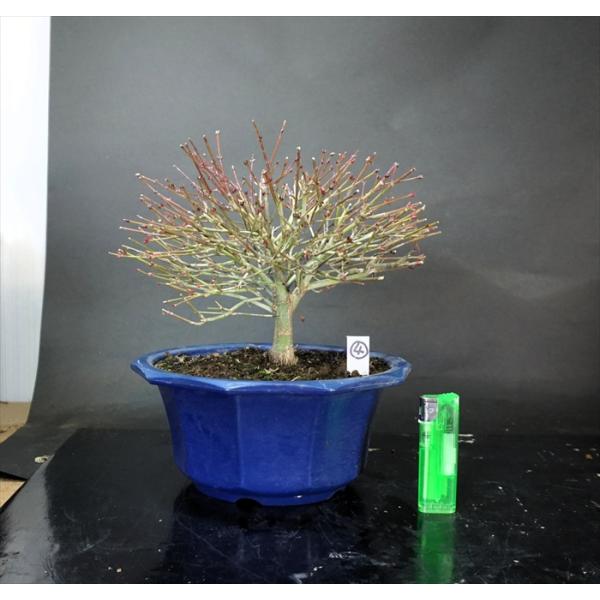 モミジ　清姫　箒造りです。　　枝ほぐれも良く、これから造っていく素材に最適です！　６号プラ鉢入りです　サイズ全高27・樹高19・幅25ｃｍ