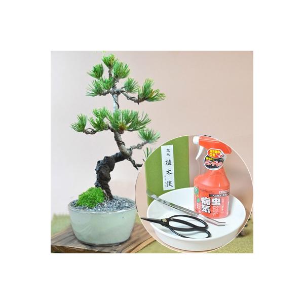 初心者に育てやすい人気のミニ五葉松に基本の盆栽道具がセットなりました。小ぶりな五葉松ながらもしっかりと枝もあり今後作りこむのに最適な素材です。松盆栽の本場四国で育てられた純国産の松盆栽です。道具には、切れ味抜群の高級刃物産地 大阪堺で作られ...