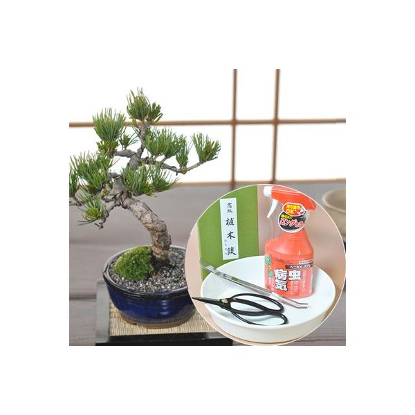 樹齢7年の本格的な五葉松の盆栽に基本の盆栽道具がセットなりました。松盆栽の本場四国で育てられた純国産の松盆栽です。道具には、切れ味抜群の高級刃物産地 大阪堺で作られた当店オリジナルの本格盆栽鋏に、はじめに必要な薬剤やピンセットがセットになっ...
