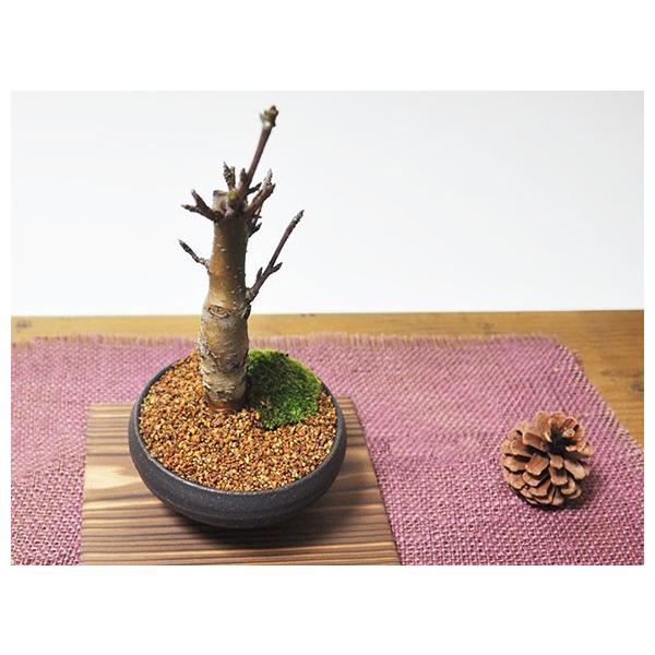 リンゴなどの受粉におすすめの深山カイドウの盆栽です。 深山カイドウの盆栽深山カイドウは酸っぱい実をつけることから別名ズミとも言います。春から夏にかけて小さな実がたくさんつき、そして秋には真っ赤な実になり可愛らしいですが、白色の花も立派に咲く...