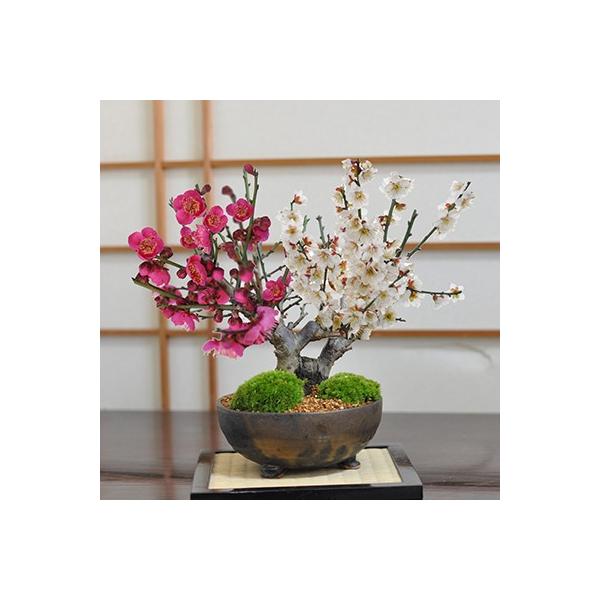 紅白梅　大樹1月から2月にかけて美しい紅色の花を咲かせます。梅は開花すると、とても良い香りを楽しませてくれます。赤と白い花を同時に咲かせる美しい盆栽です。紅白でとても縁起がよく贈り物にもぴったりです。2月頃 開花　樹高30cm ×　幅30c...