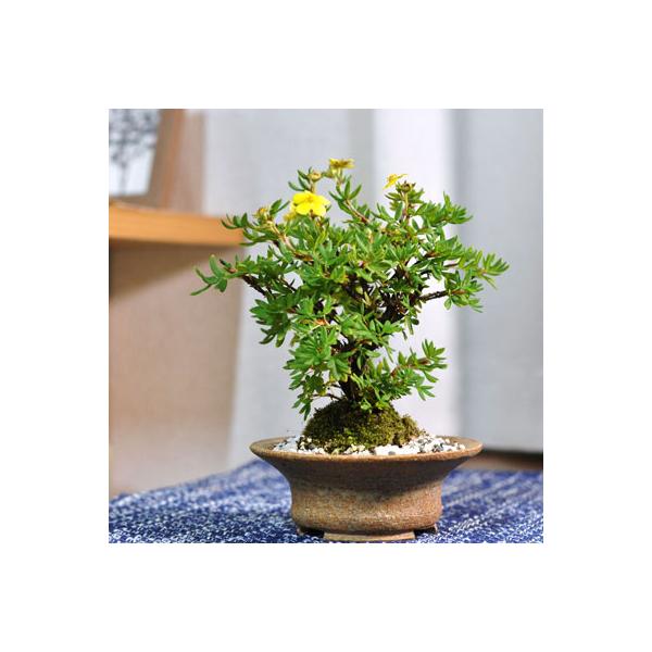 黄色い梅のような花を咲かせる 金露梅小さい黄色い花を咲かせる金露梅。もともと高い山に自生する高山植物ですが、暑さにも強いので庭木として利用されています。5月くらいから花を咲かせ気候によっては秋ごろまで長く花を楽しめます。数物の商品です。※植...