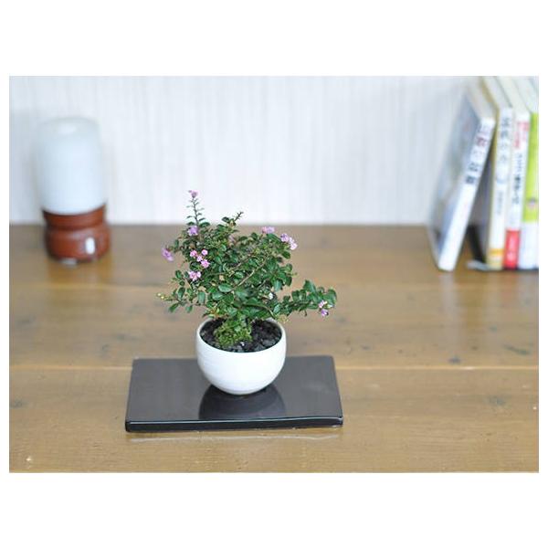 日本の代表的な庭木が盆栽に ミニサルスベリ公園や庭でも馴染みのあるサルスベリです。ピンクの縮れた花を枝いっぱいに咲かせる見応えのある花盆栽です。あるつるっとした幹が特徴的で夏を代表する花木です。夏に花咲く樹種は盆栽では数は多くありませんので...