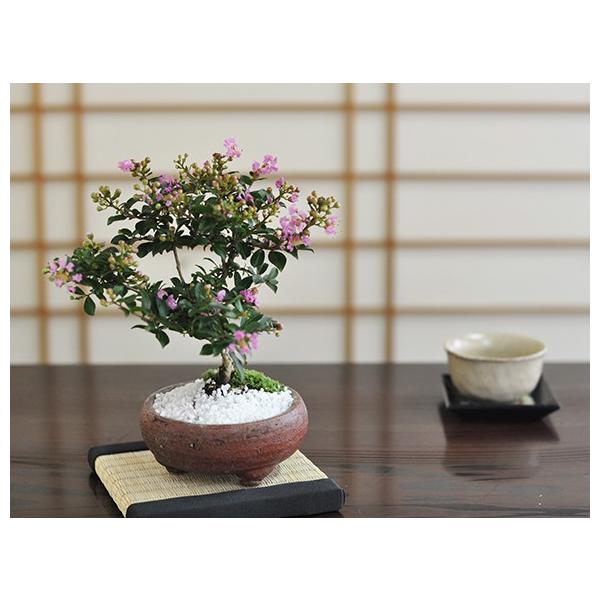 日本の代表的な庭木が盆栽に 百日紅(ヒャクジツコウ)百日紅(ヒャクジツコウ)はその名の通り夏から秋にかけて長く花を咲かせる植物です。また、いにしえの言い伝えには、恋人が100日後に再会を約束しますが、他界し約束が叶わずその後その地に生えた紅...