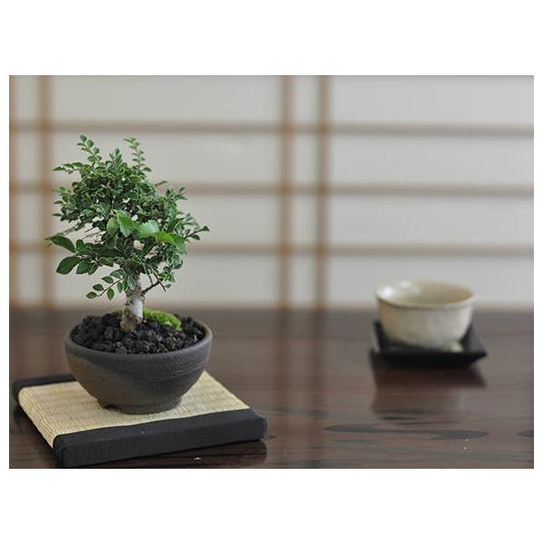 街路樹でお馴染みの 金芽八房けやき　欅盆栽では定番のケヤキです。庭や街路樹でおなじみなので盆栽として育てると愛着がわきます。数物の商品です。※植物のためお届けするものには個体差があります。 ご了承の上、ご購入くださいませ。メインの写真は8月...