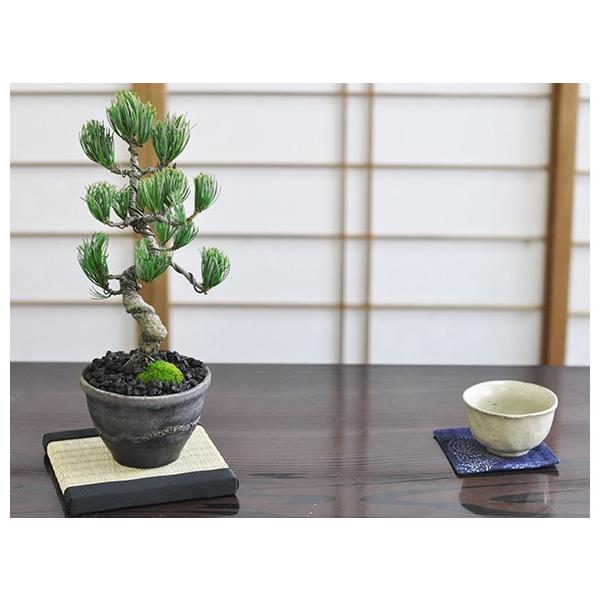 均整の取れたバランスで凛とした立ち姿 四国五葉松　威風凛凛松盆栽の本場四国で育てられた五葉松盆栽です。凛とした気品あふれる樹のたたずまいに、落ち着いた重厚感のある信楽焼の陶器鉢をあわせました。自然の風景に心癒されます。盆栽が近くにあるだけで...