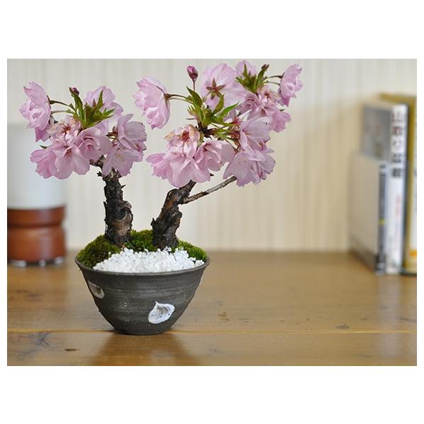 小さい樹の大きな満開 桜のミニ2本立ちかわいいミニ桜が2本植え込まれて満開時の迫力がアップしました。落ち着いた信楽焼の陶器鉢が葉桜にも生えますので1年中鑑賞を楽しめます。※植物のためお届けするものには個体差があります。 ご了承の上、ご購入く...