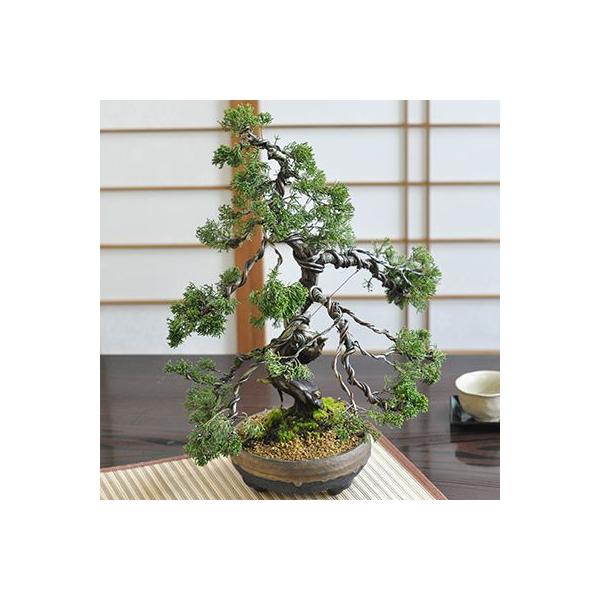 威風堂々 真柏 松盆栽 真柏 鉢植え 樹齢20年 ギフト 贈り物 おしゃれ モダン インテリア 和盆栽