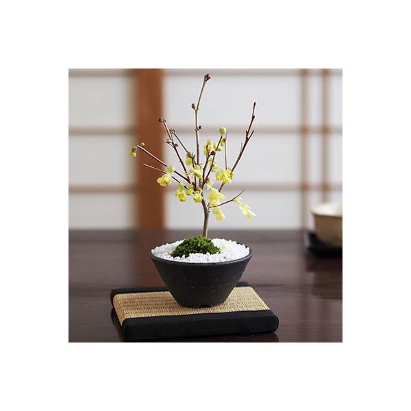 姫水木 縁起の良い花の咲く盆栽 花盆栽 鉢植え ミニ盆栽 ギフト 贈り物 おしゃれ モダン インテリア 鉢花 縁起