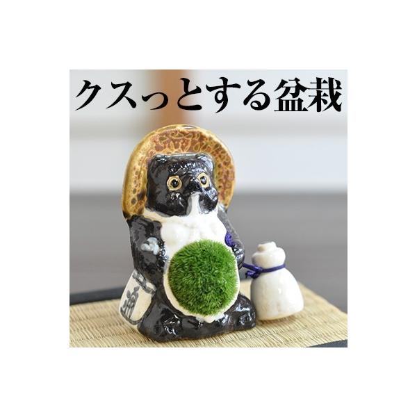 OMISE NO MAENI ORU YATU ×おなじみの愛されキャラが苔盆栽に。どこを見てるのかわからないつぶらな瞳。満腹感ただようおなかに生える緑の苔どこにでも置ける座高10cmのたぬきの盆栽が生まれました。御食事処の入り口にいつもい...