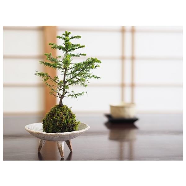 葉先が尖って、流れるように葉が生えているのが特徴 エゾ松の苔玉北海道に生えているマツの仲間で、北海道の山地に多く見られています。大きくなったエゾ松は幹が黒味を帯びているのでクロエゾマツと呼ばれることもあります。※植物のためお届けするものには...