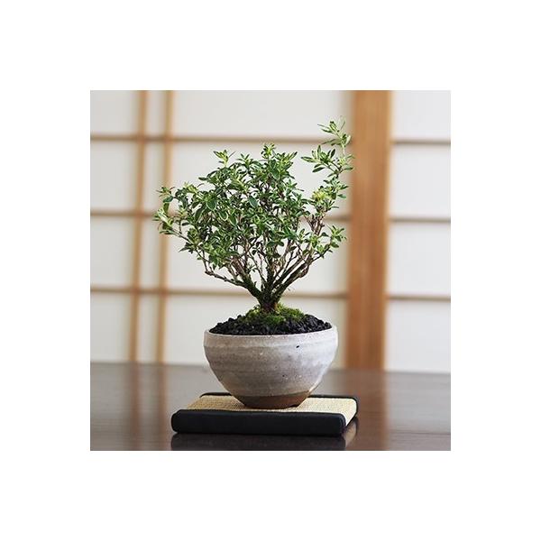 開花は6月頃で、星の形をした白い花を咲かせます。花は小さいですが、沢山咲くと雪が降り積もったような見た目になります。英語では、ジューンスノーと呼ばれています。※植物のためお届けするものには個体差があります。 ご了承の上、ご購入くださいませ。...