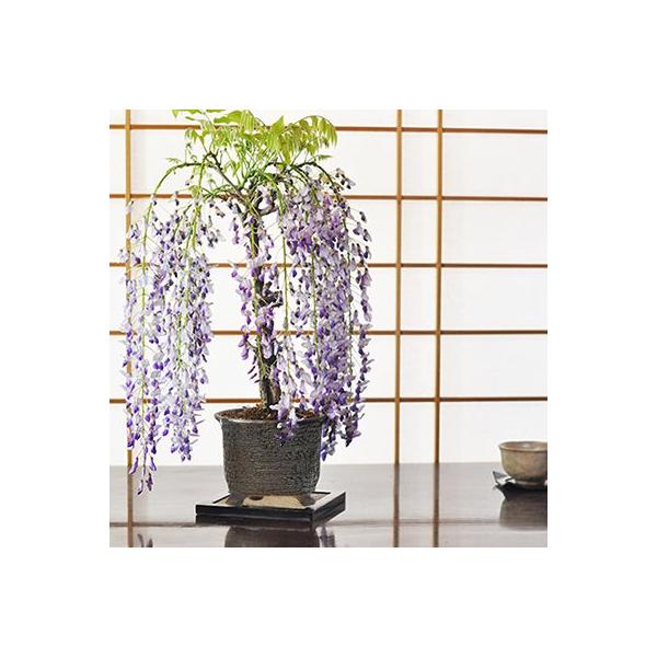 盆栽 藤 1才藤【 盆栽 フジ 紫花 鉢植え ギフト 藤盆栽 ふじ 花 観葉植物 プレゼント つぼみ 開花 満開 時期 野田藤 開店 お祝い 退職 ラッピング 母の日 父の日 敬老の日 誕生日 高価 高級 芸術 職人 藤棚 】