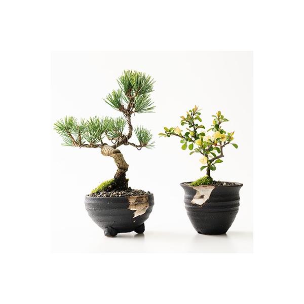 盆栽 花 松 ペア セット 白花 長寿梅 五葉松 ミニ 人気 盆栽 花 松 ペア セット 白花 長寿梅 五葉松 ミニ 人気