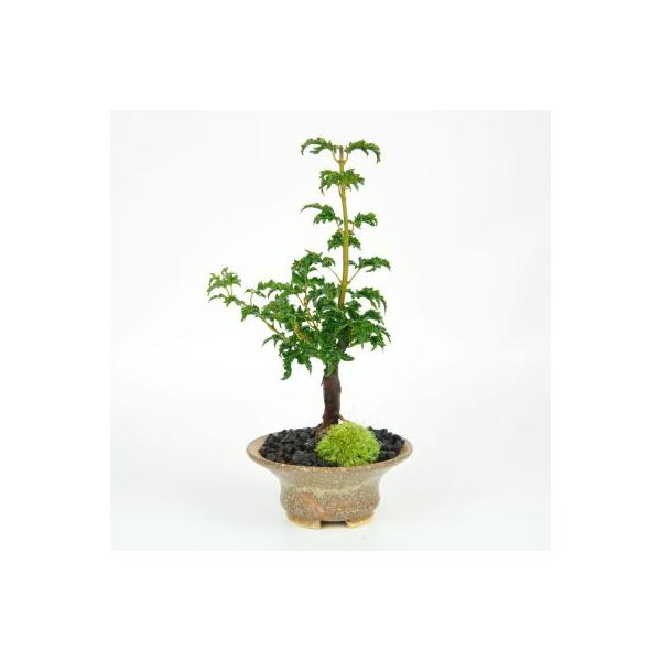 獅子頭もみじ 紅葉する盆栽 鉢植え ミニ盆栽 ギフト 贈り物 おしゃれ モダン インテリア もみじ 和盆栽