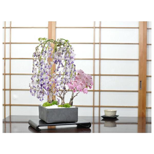 盆栽 桜 藤 桜盆栽 藤盆栽 藤と桜の寄植え 信楽焼 瓦鉢正角 旭山桜 一才桜 花芽 ミニ盆栽 おうちで花見 花見 四季 鉢植 お祝い プレゼント 鉢花 贈り物 サクラ 桜特集 盆栽妙