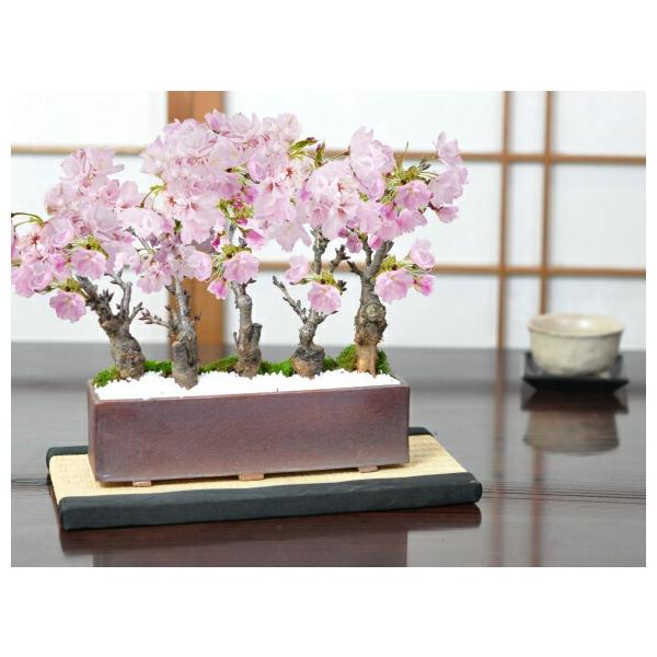 盆栽 桜 桜盆栽 桜街道 ミニ桜5本植え 万古焼 モダン長方鉢【受け皿付き】旭山桜 一才桜 ミニ 盆栽 人気 花芽 花見 四季 鉢植 お祝い プレゼント 鉢花 贈り物 サクラ 桜特集 盆栽妙