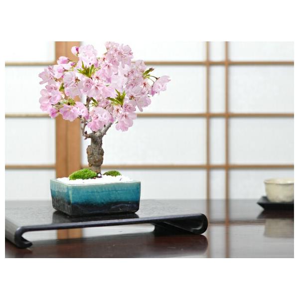 盆栽 桜 ミニ桜盆栽 ミニ盆栽 モダン鉢 水色 4号 信楽焼作家鉢 お花見 旭山桜 一才桜自宅で花見 鉢植 お祝い プレゼント ギフト  鉢花 贈り物 サクラ 桜特集 盆栽妙