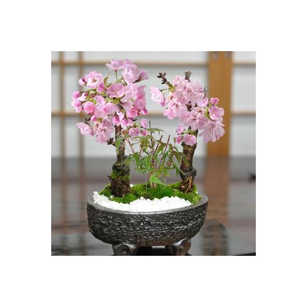 盆栽 桜 山もみじ桜ともみじの寄植え 信楽焼作家鉢６号 ミニ桜 ミニ山もみじ 旭山桜 一才桜 ミニ盆栽 お花見 鉢植 お祝い プレゼント 鉢花 贈り物 サクラ 桜特集 盆栽妙