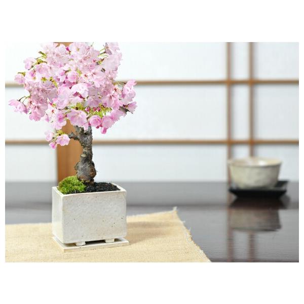 桜盆栽 モダン盆栽 【受皿付き】ミニ桜 シンプルライフシリーズ S 盆栽 桜 人気 花芽 ミニ盆栽 花見 四季 鉢植 お祝い プレゼント 鉢花 贈り物 サクラ 桜特集