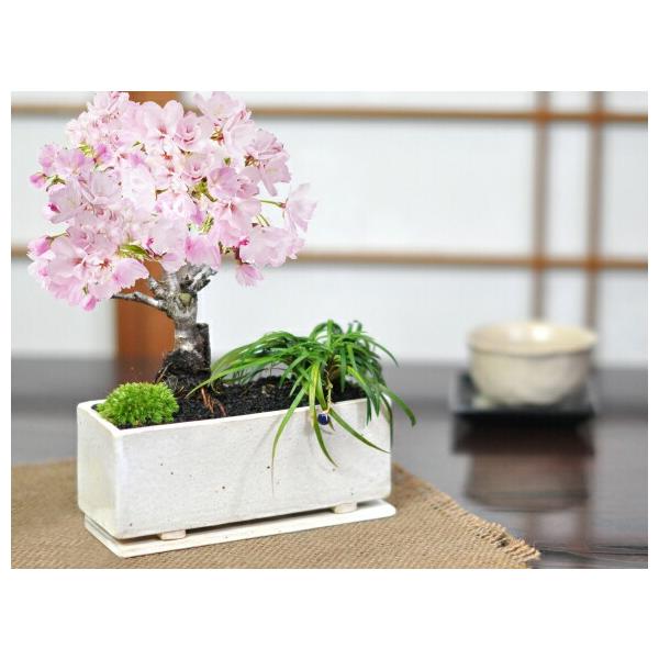 桜盆栽 ミニ桜 玉竜 モダン寄植え 【受皿付き】 盆栽シンプルライフシリーズ M 盆栽 桜 人気 花芽 ミニ盆栽 花見 四季 鉢植 お祝い プレゼント 鉢花 贈り物 サクラ 桜特集