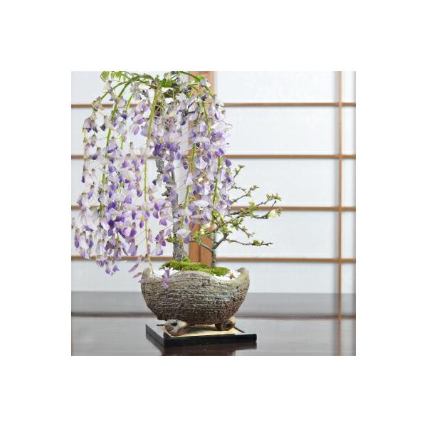 盆栽 藤 中サイズ　白長寿梅寄せ植え　イラボ 藤盆栽 鉢植え 花盆栽 ギフト 贈り物 おしゃれ モダン インテリア 一才藤 鉢花