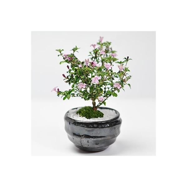 香丁木(コウチョウギ)次々に打ち上がる花火のように紫の花を満開に咲かせる香丁木の盆栽です。5月頃から咲き始めます。花のない期間でも、斑入りの小さな葉が可愛く四季を通じて楽します。はじめてでも育てやすい木で、基本的なお世話で比較的簡単に毎年の...