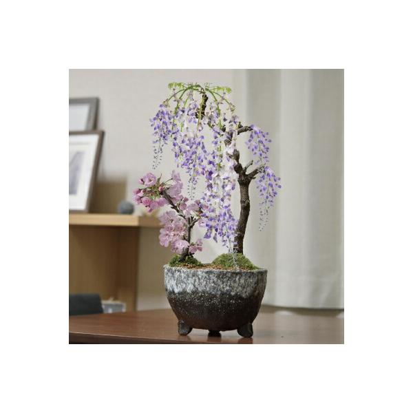盆栽 桜 藤 桜と藤の寄植え盆栽 信楽焼 三足青窯変鉢 ミニ桜 旭山桜 一才桜 ギフト プレゼント 贈り物 御祝い 母の日 誕生日 桜特集 盆栽妙