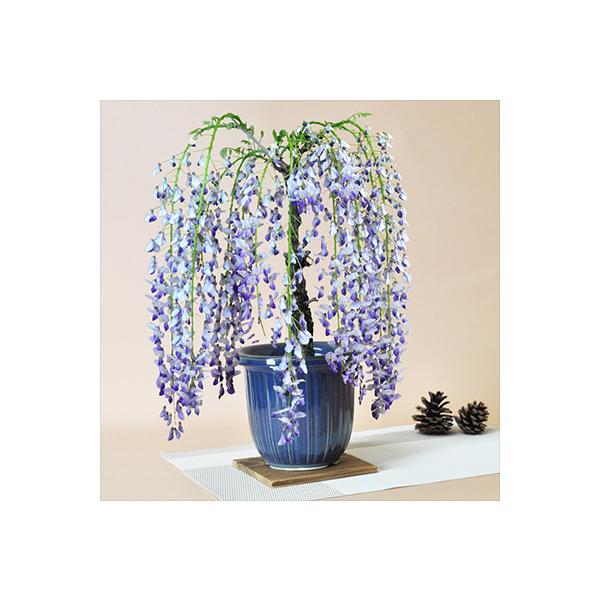 女性に人気の藤。紫の落ち着いた雰囲気の花がとてもきれいです。両手で持ち上げられますが、大きめの盆栽になります。通常4月開花ですが、遅めの春に満開の藤を届けたいというニーズに応えて5月に咲くように開花調整を行いました。※少しでも長く楽しめるよ...