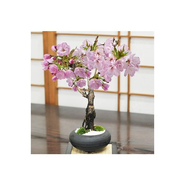 5月に咲く桜の盆栽です。しっかりと花芽のついた中サイズの旭山桜を、和モダンテイストあふれる作家鉢に仕立てました。一般的には3月下旬開花の桜盆栽ですが、遅めの春に満開の桜を届けたいというニーズにこたえて開花調整をしました。※桜の開花は少しでも...