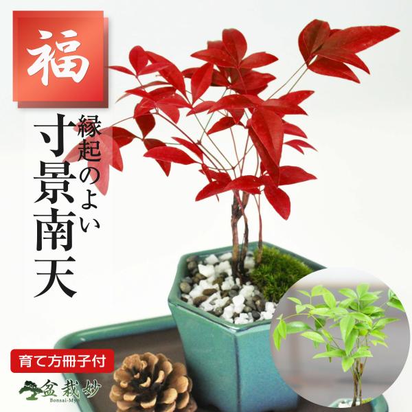 盆栽 ミニ南天寸景 六角鉢厄を払い、福を呼び込むそんな縁起物として古くから親しみのある南天。すっぽり手に収まる可愛らしいミニサイズ。春には芽吹き、夏には涼感のある新緑、晩秋には赤く色づき、寒さ厳しい頃に葉を落とす、四季折々で異なる姿を見せて...
