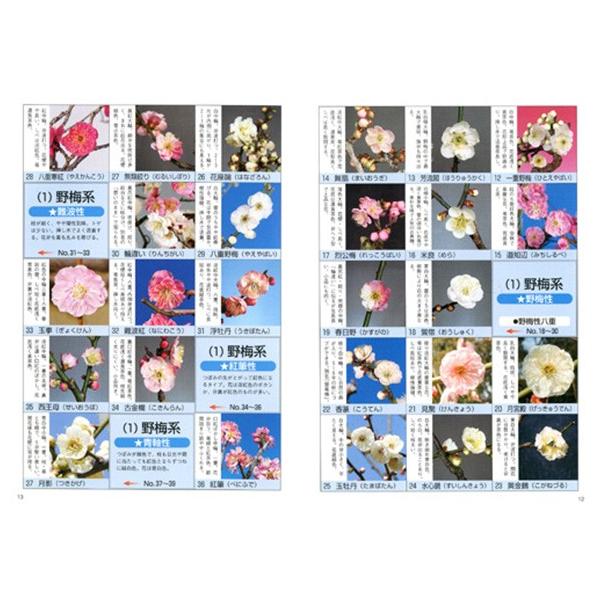 梅・長寿梅の育て方の書籍、これ一冊で育成も安心です。 【書籍】盆栽 梅・長寿梅の育て方 本 ブック　近代出版樹種別シリーズより梅・長寿梅の育て方の書籍です。盆栽ではとても人気のある花物の1年間を通しての維持や育成管理方法、植替え、剪定や芽つ...