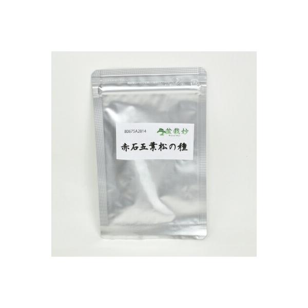 盆栽の種 赤石五葉松の種 約6粒 種子 種から育てる盆栽冊子付き