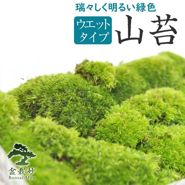 山苔(やまごけ)パック各種サイズをお選びください。パック （11cm×18cm）小トレー （24cm×32cm）大トレー （35cm×58cm）大トレー 5枚セット盆栽の化粧の定番苔、庭や庭園も山苔はシラガゴケ科のホソバオキナゴケとアラハシ...
