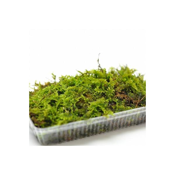 苔玉に人気の苔這苔(はいごけ)パックです。使い切りサイズなので苔玉づくりにちょうどよい量です。ハイゴケは一般的に苔玉によく用いられる苔です。自然界では日当たりのよい場所で土や腐葉土の植えに生えていることが多いので、苔玉に最適です。葉が長いの...