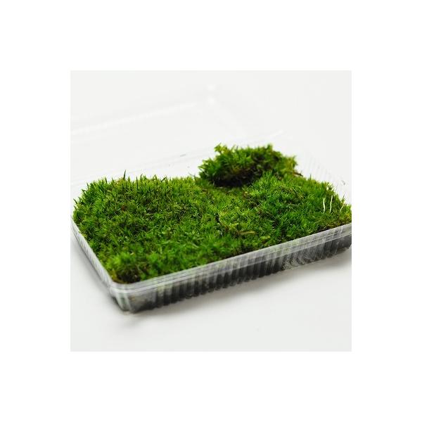 緑が美しいもふもふの苔しっぽ苔(しっぽごけ)パックです。使い切りサイズなので苔リウムにぴったりです。動物の尻尾のような葉から名前がつけられました。森林の木の根本などで自生しており明るめの日陰を好みます。夏場は水を与えすぎると暑さで蒸れて茶色...