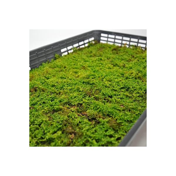 大容量の這苔です這苔(はいごけ) 大トレーです。大人数で苔玉作りするときに便利です。苔玉小サイズで10個ほど作れます。1カゴトレー入り(約35cm×約58cmに敷き詰めています。)※植物の為、季節によって緑の濃さや形状に違いがあります。野外...