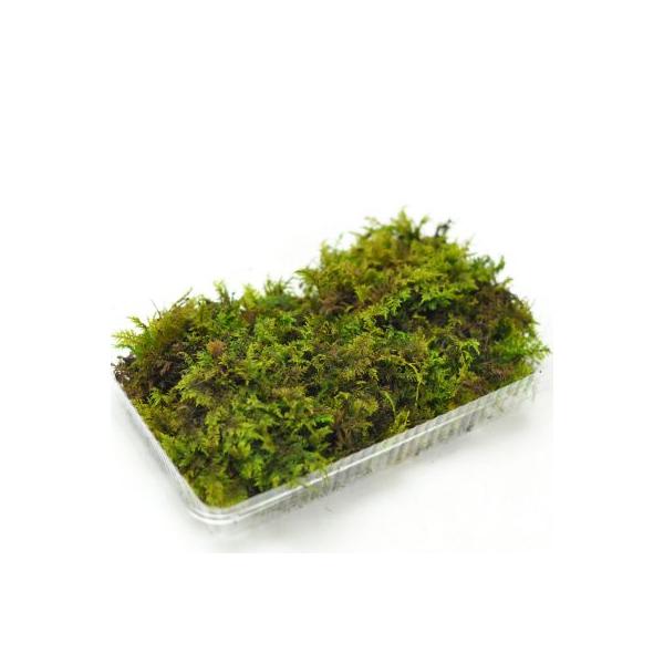 シダ植物に似た細かな葉先が美しい。シノブゴケのパックです。少量の使い切りサイズです。シノブゴケはハイゴケと同じように横に這って成長していきますが、ハイゴケよりも日陰を好み、細い葉をしています。日本に広く自生しており、乾燥しても葉の縮みが少な...