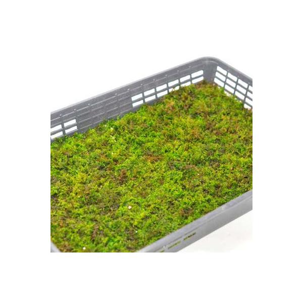 【大容量】繊細で細かく枝分かれした葉が特徴。苔玉に◎。シノブゴケの大トレーです。苔玉や盆栽をたくさん作る際、苔庭を作る際など、一度にたくさん必要な方におすすめの大容量サイズですしのぶ苔はハイゴケの仲間で横に這うように成長し、マット状に広がっ...