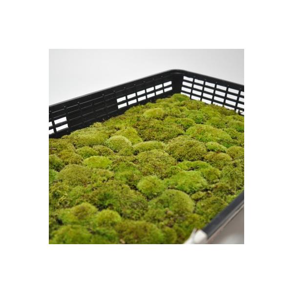 超大容量。盆栽の化粧や苔盆栽に。ワークショップや教室利用に。 山苔(ヤマゴケ)大トレー(5枚セット)苔玉や盆栽をたくさん作ったり、苔庭を作ったり、一度にたくさん必要な方におすすめの超大容量サイズです。苔を敷き詰めたトレー5枚セットでの販売で...
