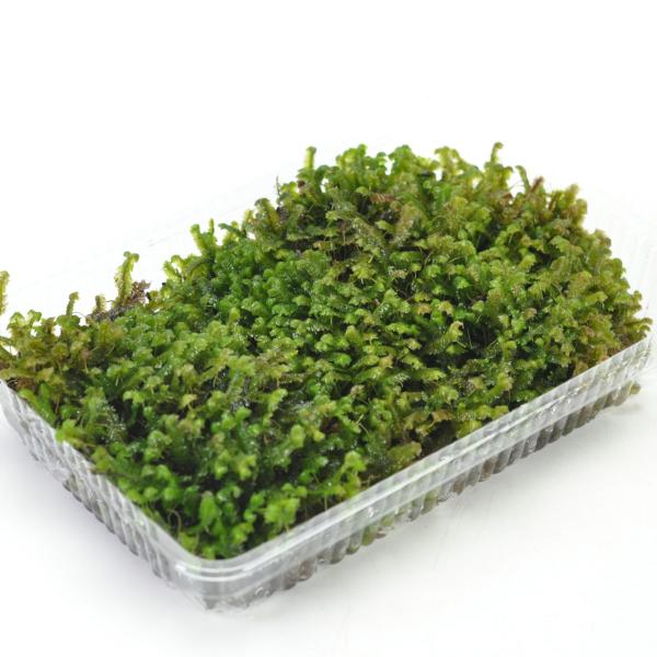 鞭苔(ムチゴケ)パックムチゴケは、透明感のある深緑色の葉と、茎は緑色のY字型状に分枝する茎が特徴です。茎の下から鞭枝が垂れ下がり、全長は最大で12cmほどになります。湿度が高い渓流沿いや山の岩の斜面等に自生している苔です。直射日光が当たらず...